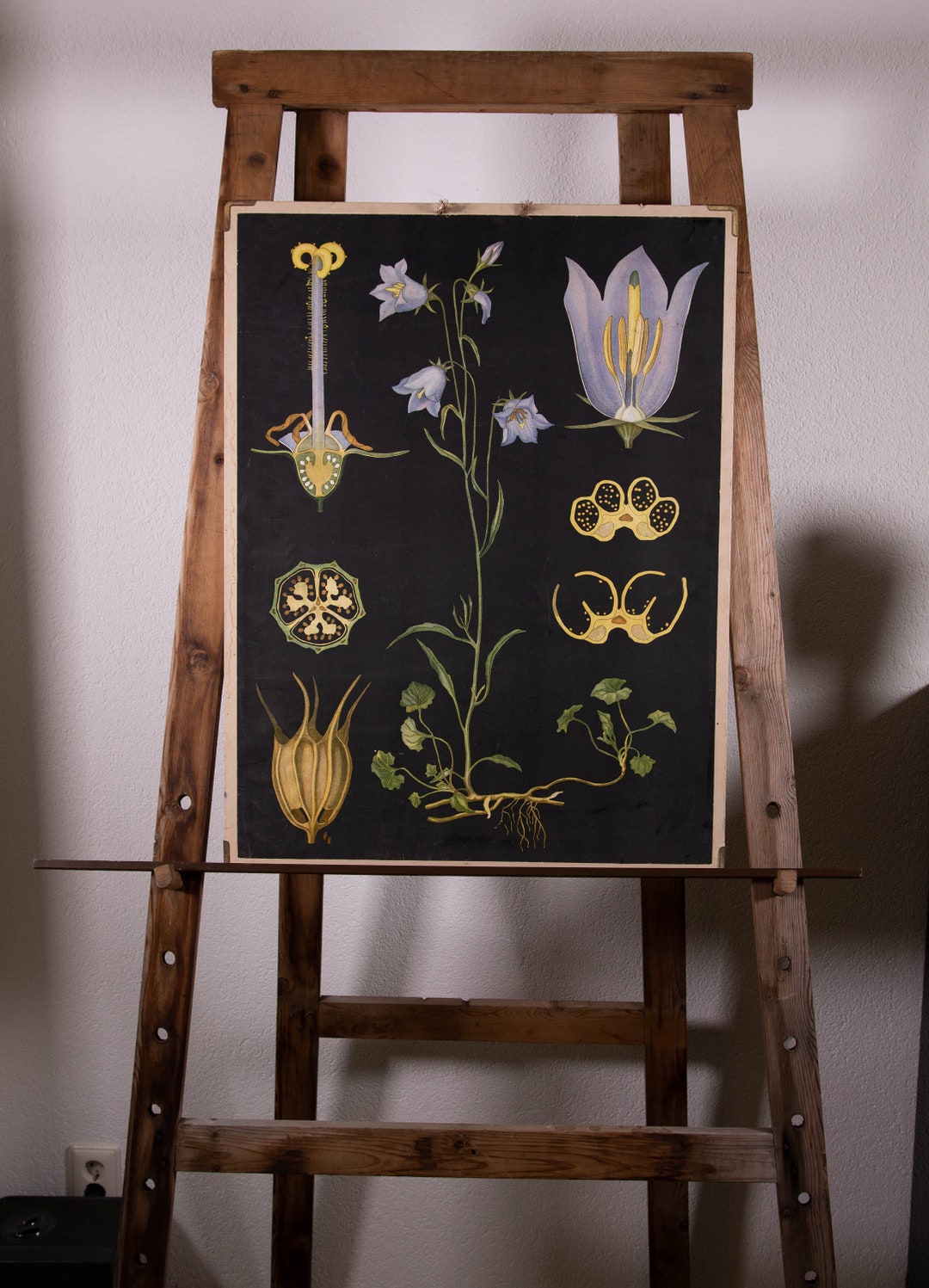 Vintage Two-sided Chart Harebell and Cereals School Chart - Etsy