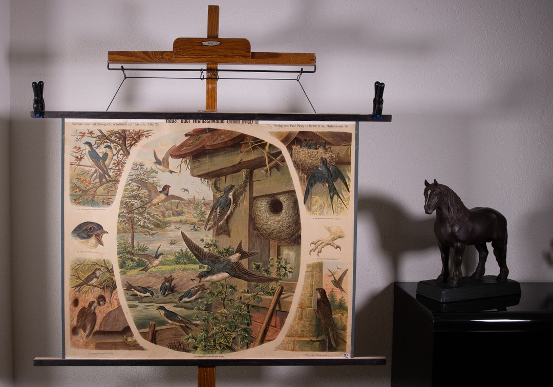 Nice Very Old Chart Swallow School Chart, Note You Only Buy the Print ...