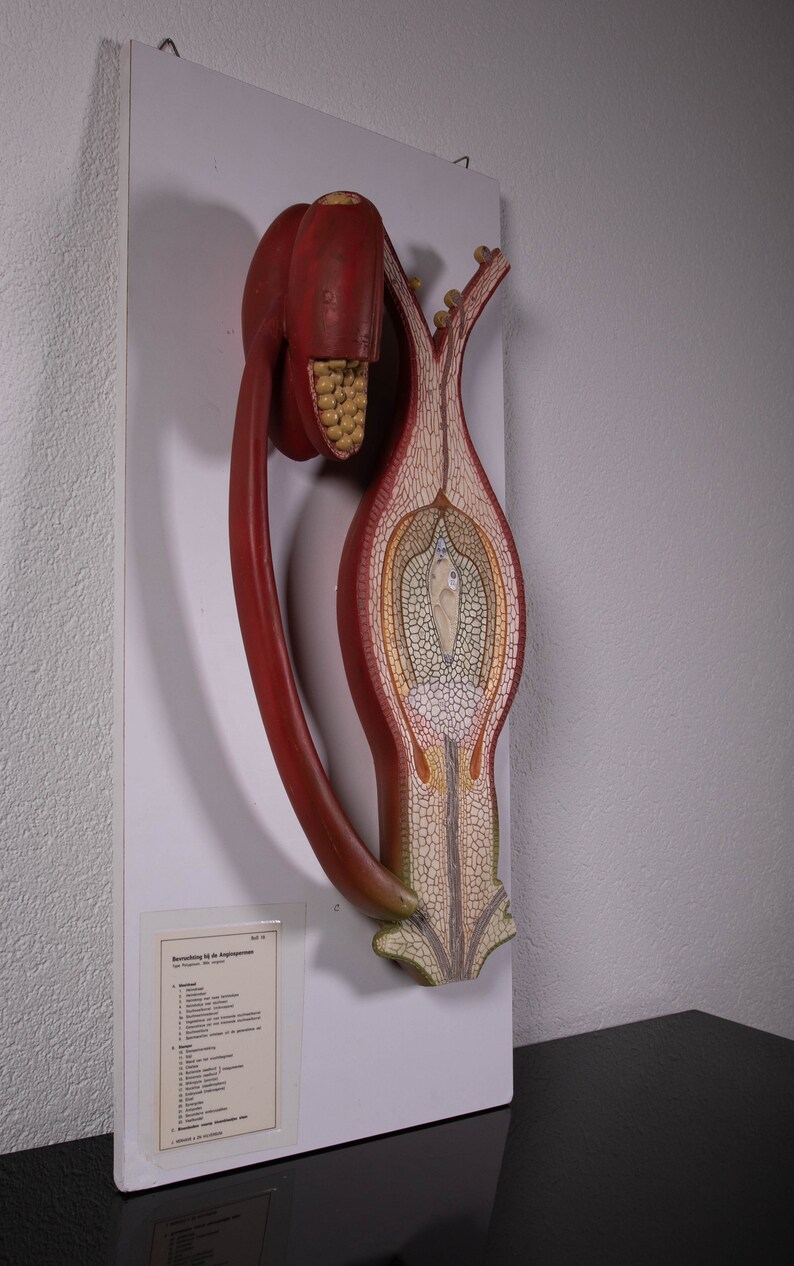 Vintage Botanical Model of Fertilization of Angiosperms - Etsy