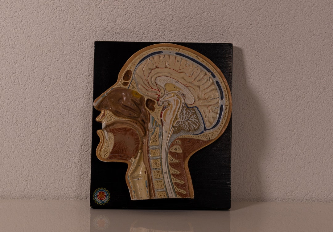 Old Vintage Anatomical School Model of the Head Used for Educational ...