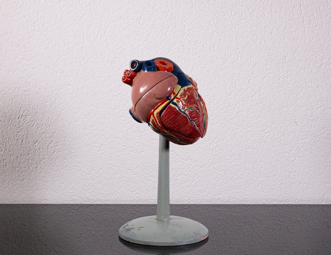 Vintage Anatomical Model of a Heart ,these Models, Used for Education ...