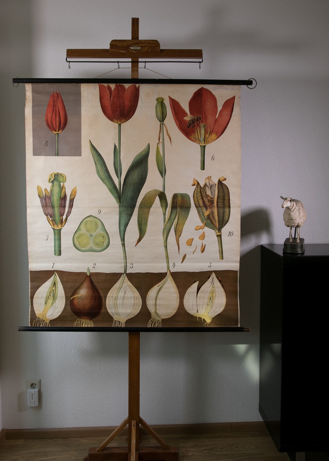 Vintage Pull Down Chart Tulip Wall School Chart Lithograph - Etsy