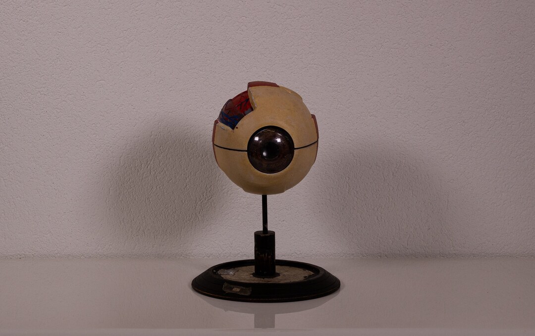 Vintage Anatomical Model of an Eye, These Models, Used for Educational ...