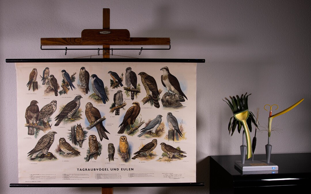 Vintage Pull Down Chart Birds of Prey and Owls School Chart - Etsy