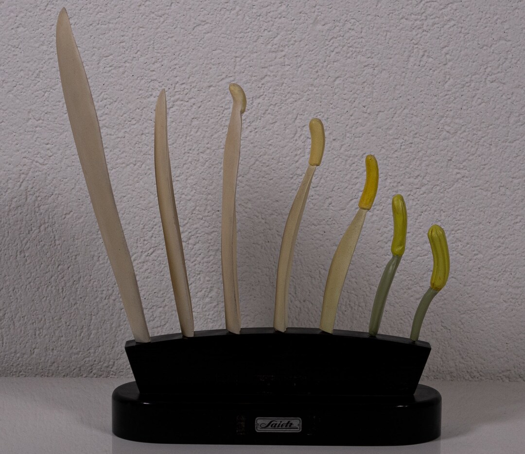 Vintage Botanical School Model of Leaf Formation/ Leaf Growth These ...