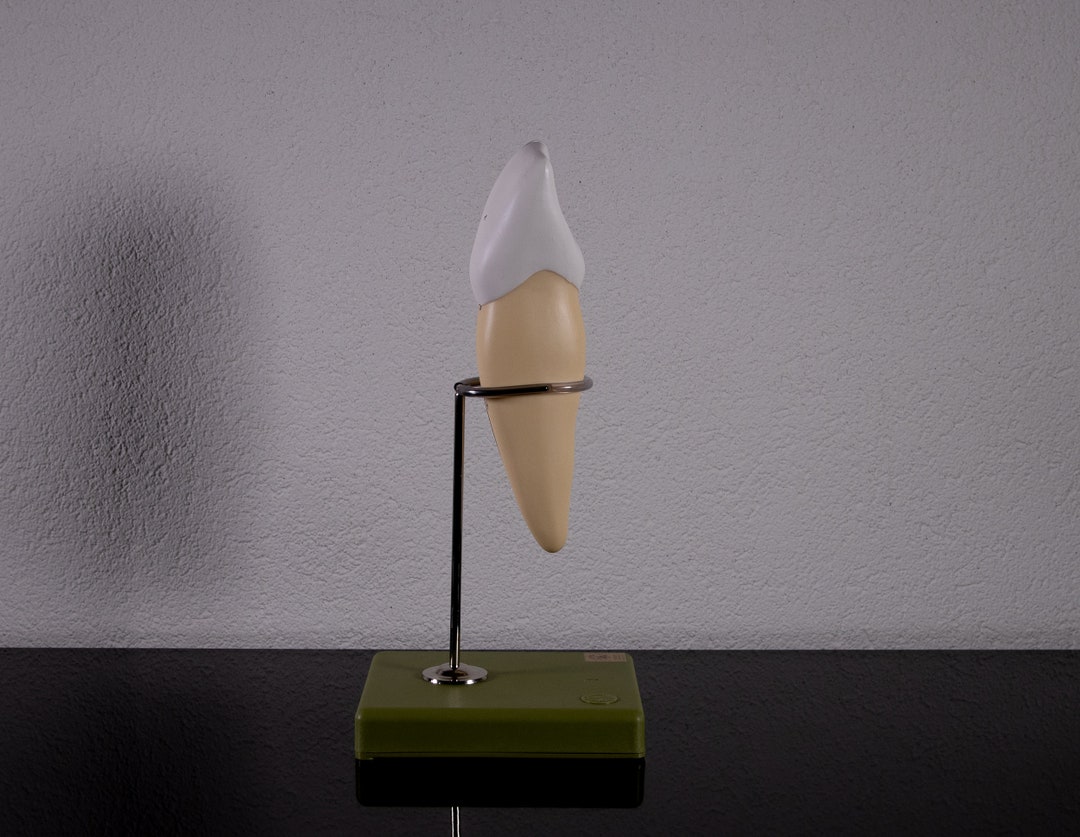 Model of the Tooth No 2, These Anatomy Models Are Used for Educational ...