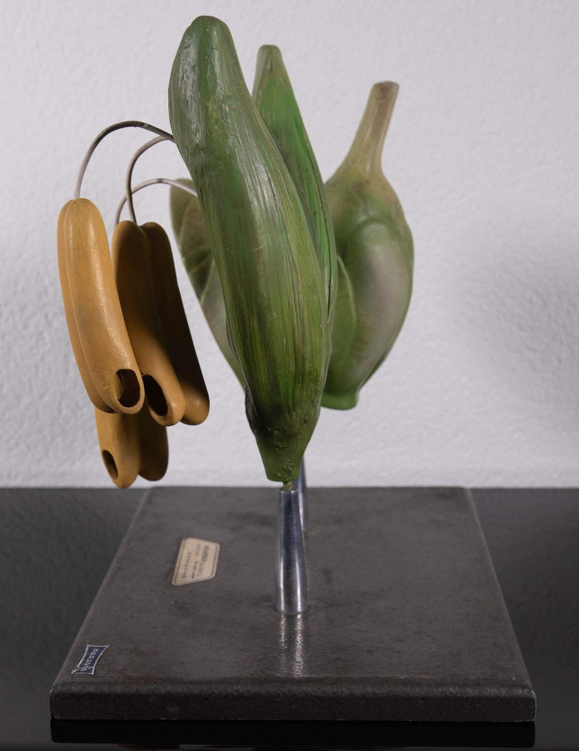 Vintage Botanical Model of Maize these Models Used for - Etsy