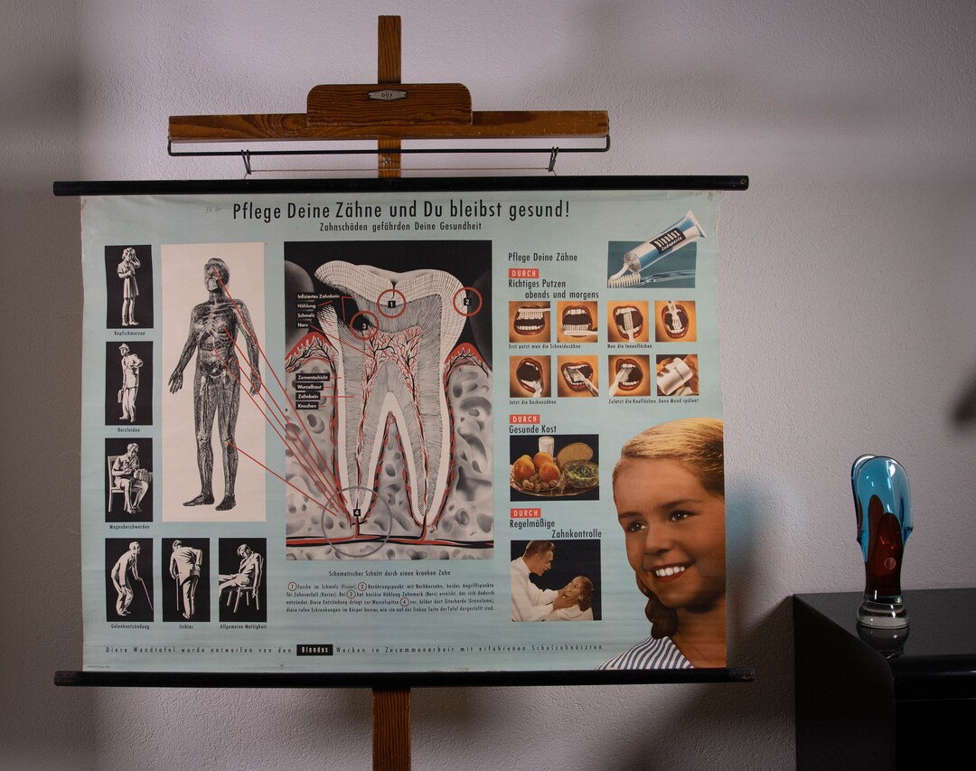 Vintage Pull Down Chart Teeth Blendox School Chart - Etsy