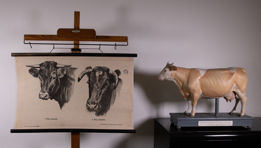Vintage Pull Down Chart Cow 6 on Thick Paper School Chart Lithograph - Etsy