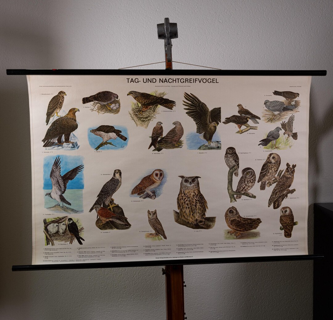 Vintage Pull Down Chart Birds of Prey and Owls School Chart - Etsy