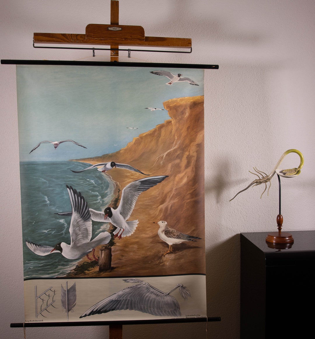 Vintage Pull Down School Chart Seagull Jung Koch Quentell - Etsy