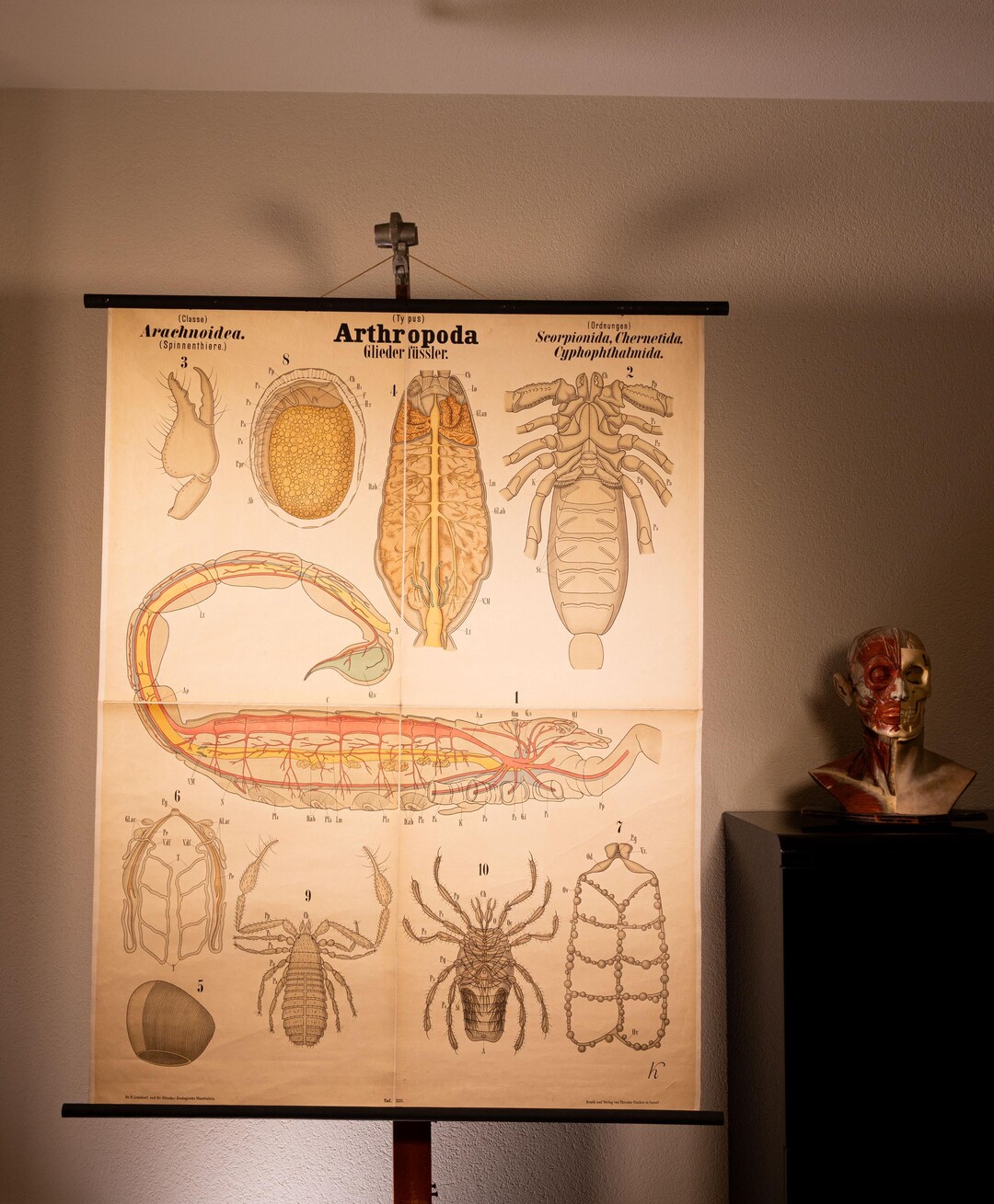 Vintage Pull Down Chart Leuckart Artropoda Arachnoidea Scorpionida ...