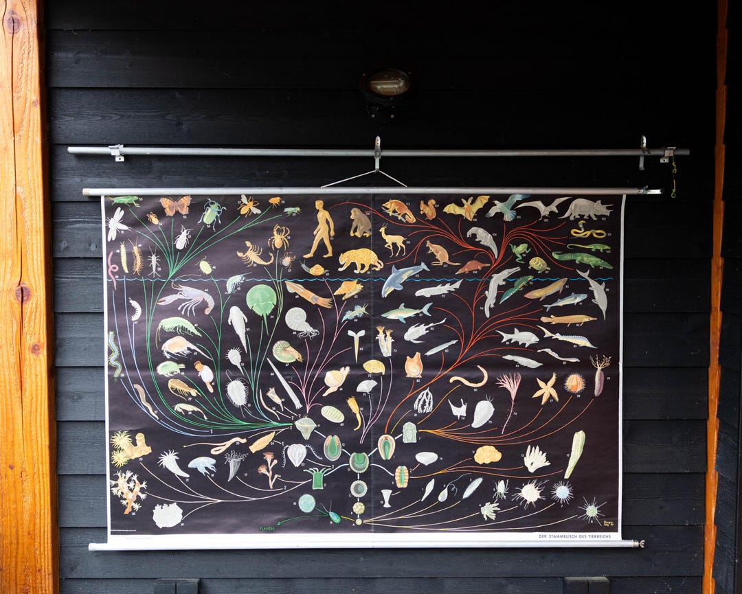 Vintage Pull Down Chart Relationships of the Animal Kingdom School ...