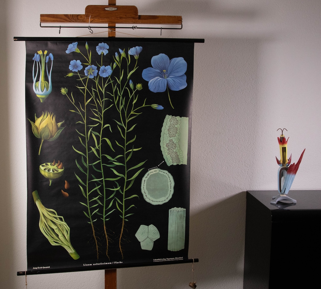 Vintage Pull Down School Chart Flax by Jung Koch Quentell - Etsy