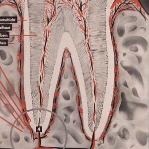 Vintage Pull Down Chart Teeth Blendox School Chart - Etsy
