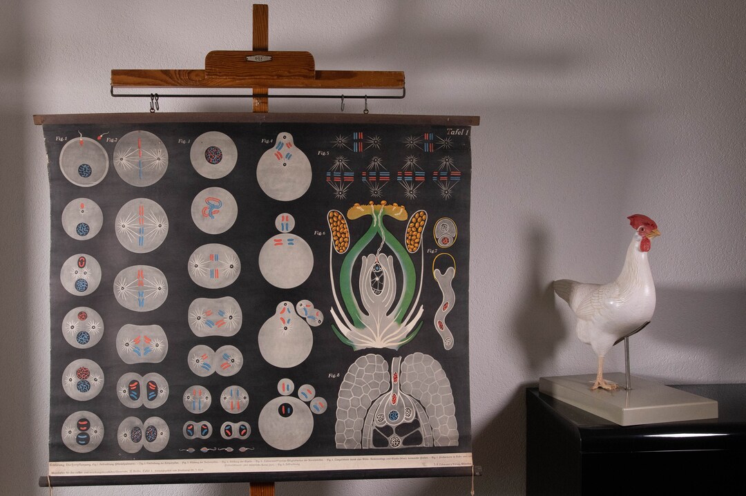 Vintage Pull Down Chart Genetics Flowers School Chart - Etsy