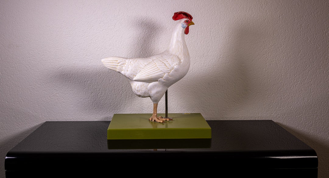 Vintage Anatomical Model of a Chicken ,these Models, Used for Education ...