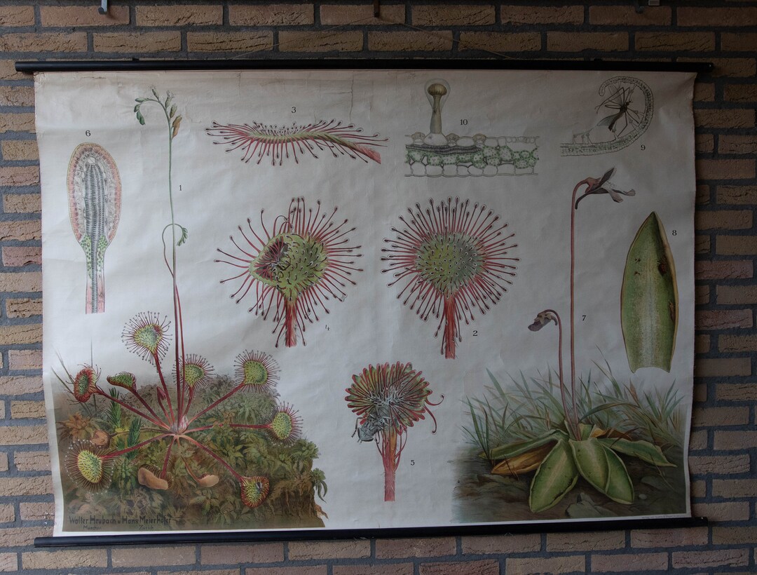 Vintage Pull Down Chart Schmeils Sundew School Chart - Etsy