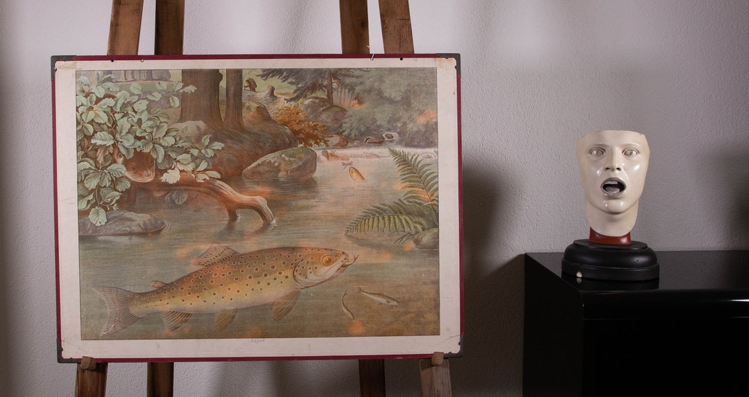 Vintage Two-sided Chart Brook Trout Otter Turtle School Chart - Etsy