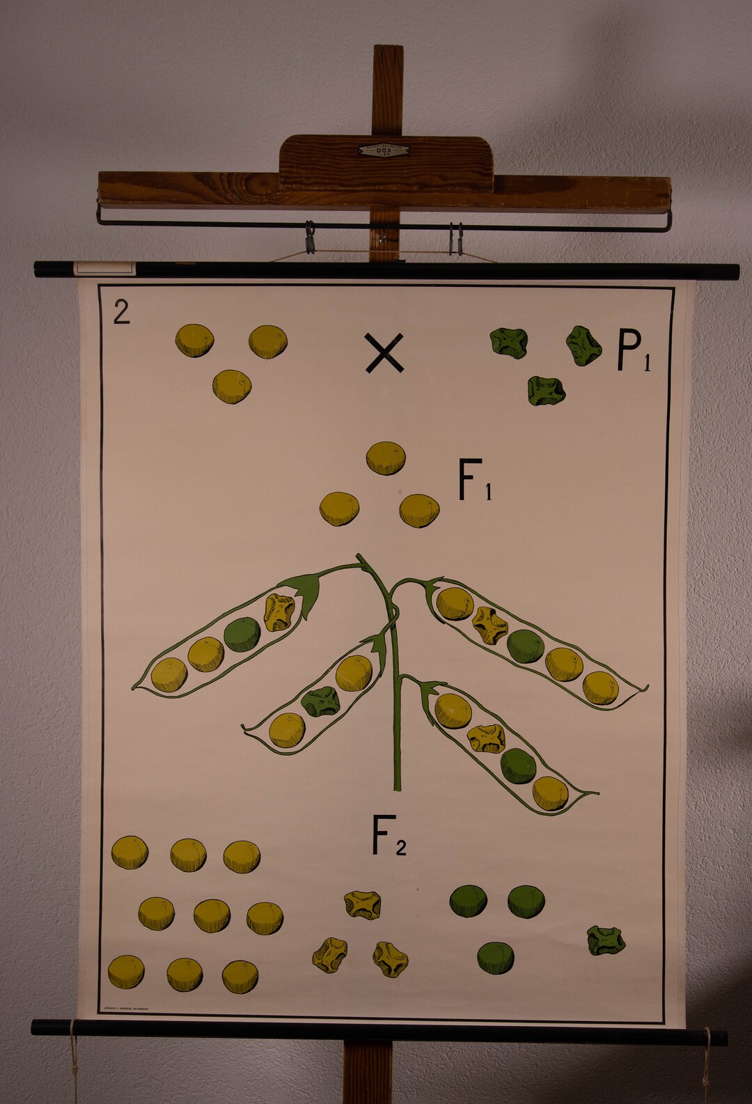 Pull Down Chart Genetics Pea II School Chart - Etsy