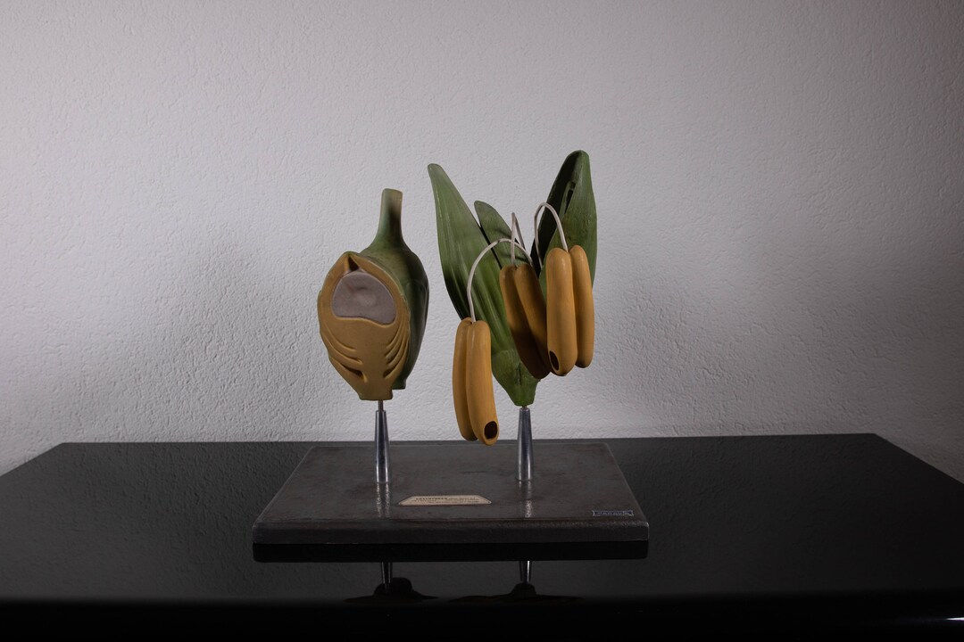 Vintage Botanical Model of Maize these Models Used for - Etsy