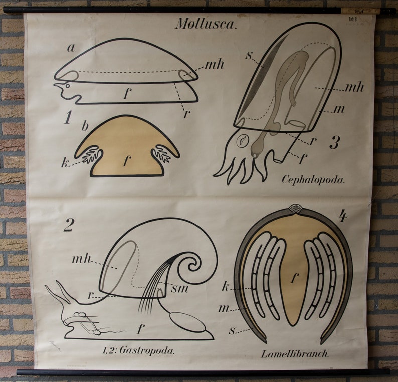 Pull Down School Chart Mollusc Pfurtscheller Wall Chart - Etsy Canada