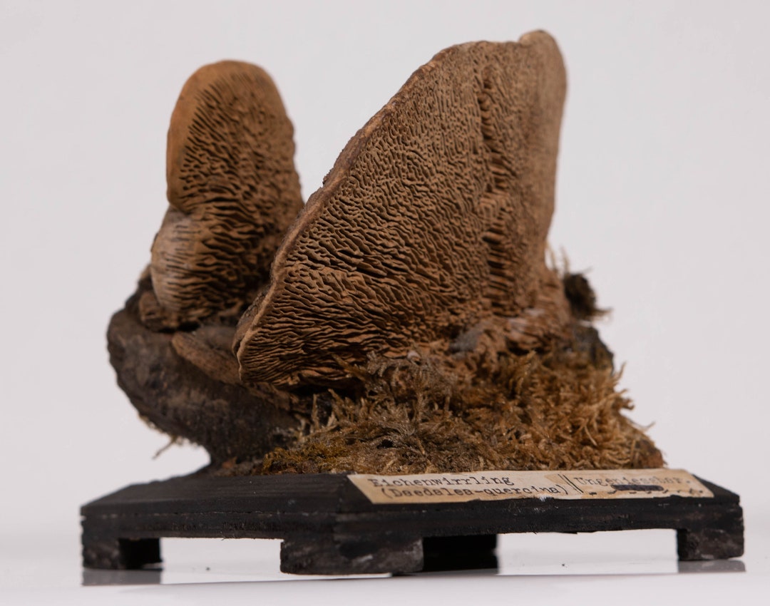 Mushroom Daedalea Quercina Used for Education Classroom Purposes Early ...
