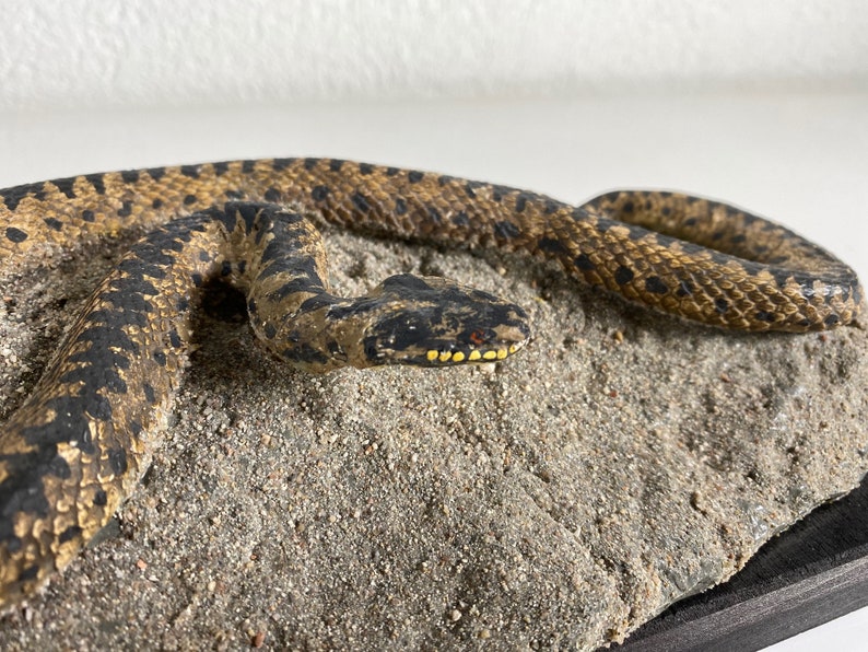 Vintage Model of the Snake Adder – Vipera Berus L,these Anatomy Models ...