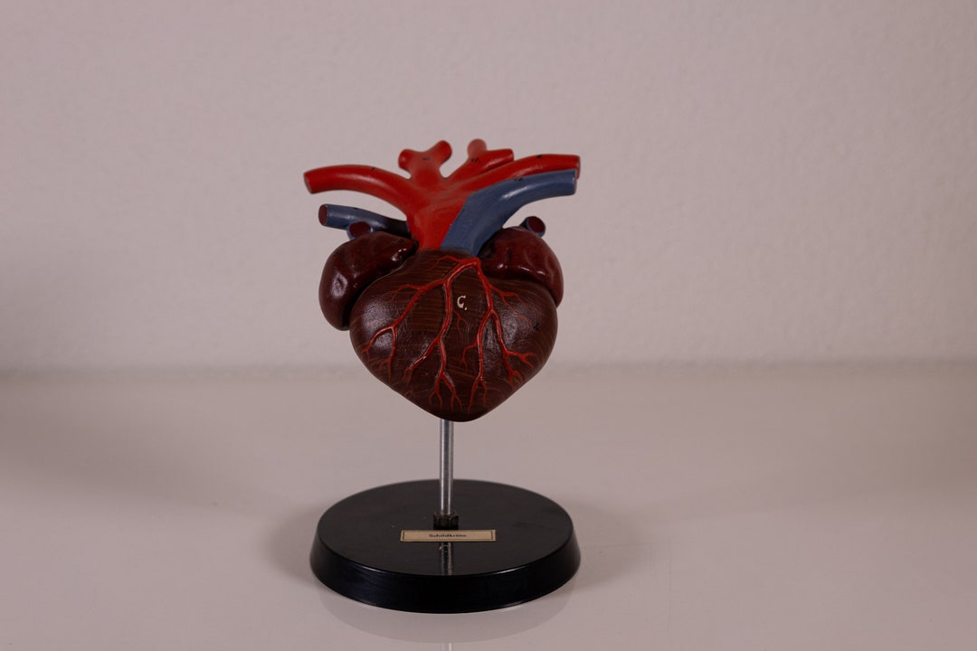 Vintage Anatomical Heart Model of S Turtle ,these Models, Used for ...