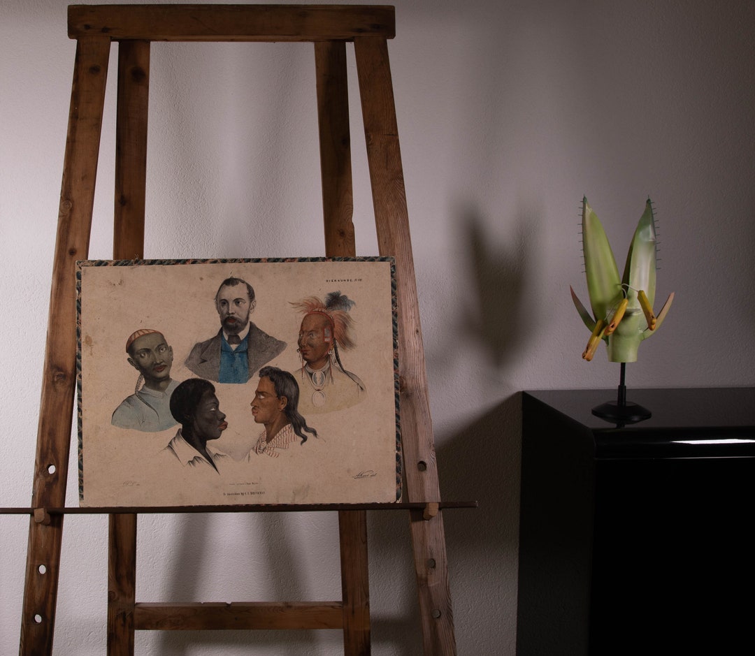 Vintage Chart Human Varieties School Chart - Etsy