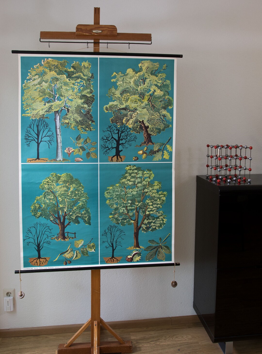 Vintage Pull Down Chart Deciduous Trees Include Beech Chestnut Oak ...
