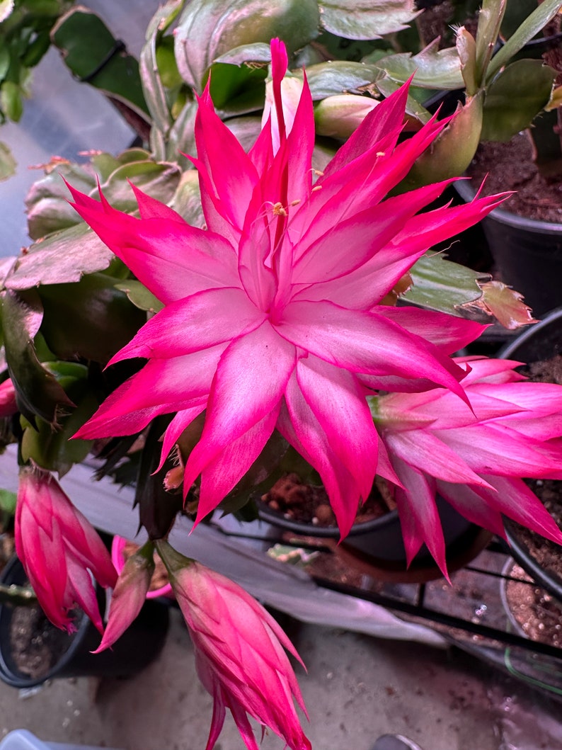 Rooted RARE! Thanksgiving Cactus “ Double Lizzy (AN054) ” 3" Pot Rooted ...