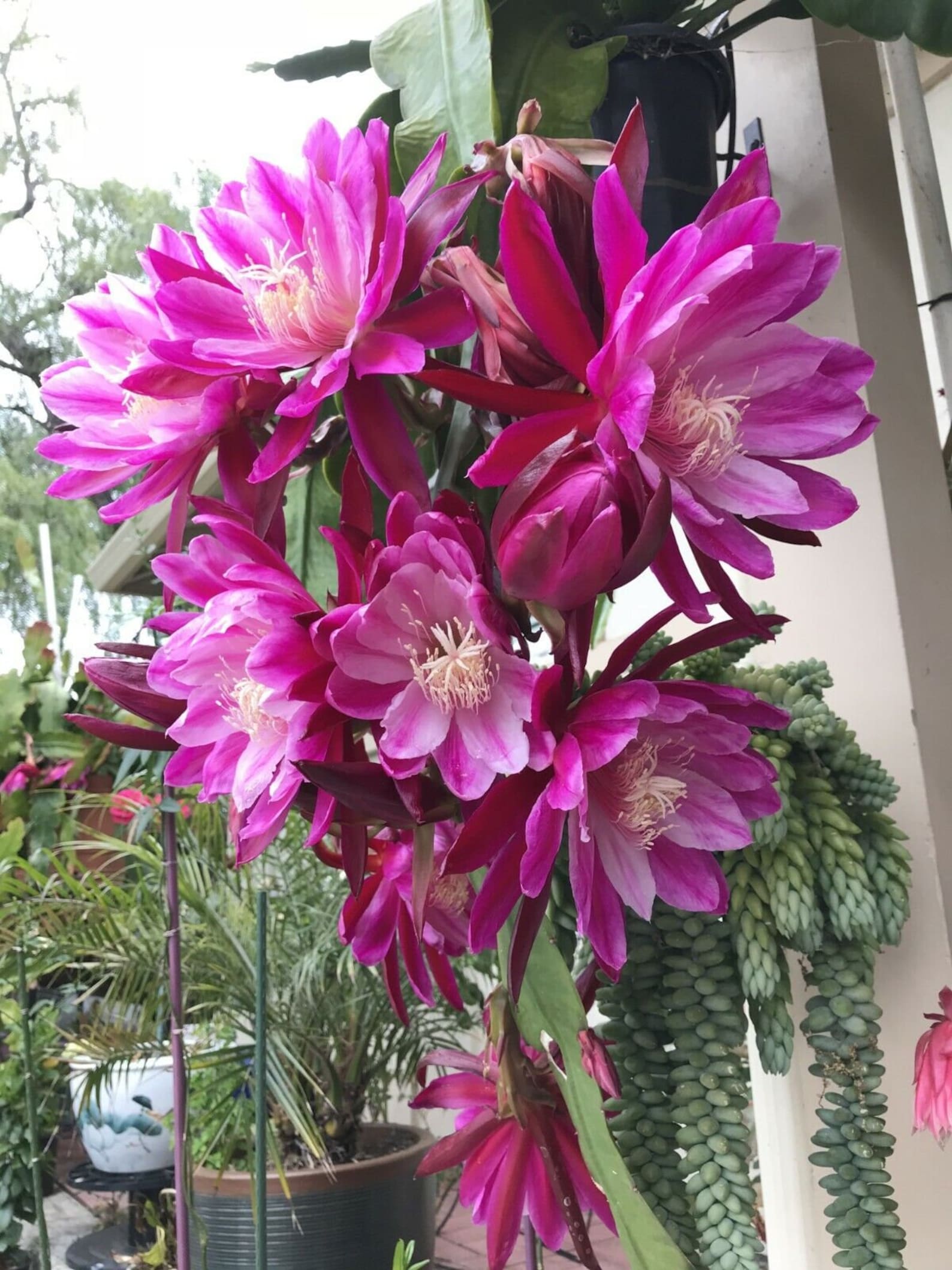 Epiphyllum Flying Silk Cutting 8"-10" Long - Etsy