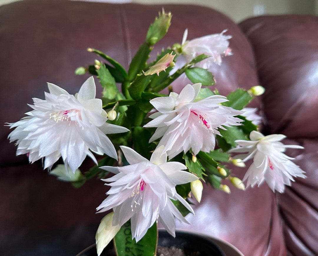 RARE! Thanksgiving Cactus “holly Double ” Two Segment 1 Cutting. - Etsy