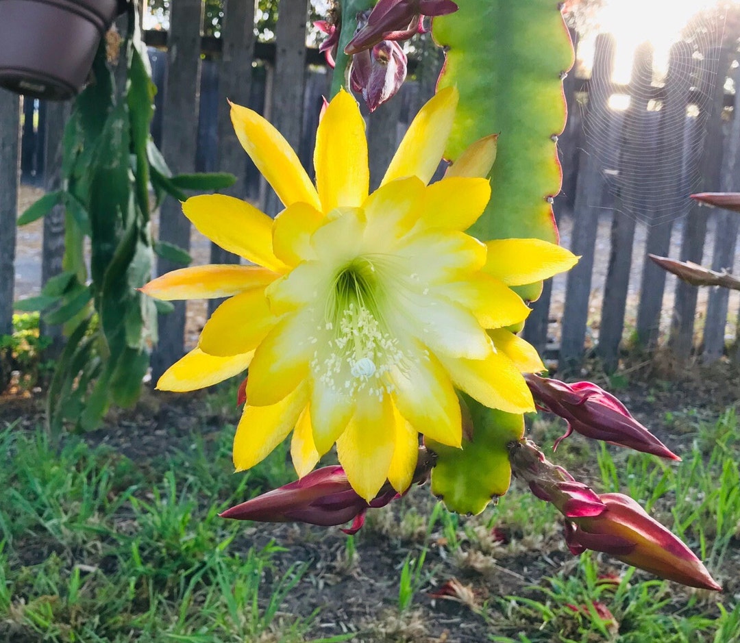 Epiphyllum Andromeda Cutting 8"-10" Long - Etsy