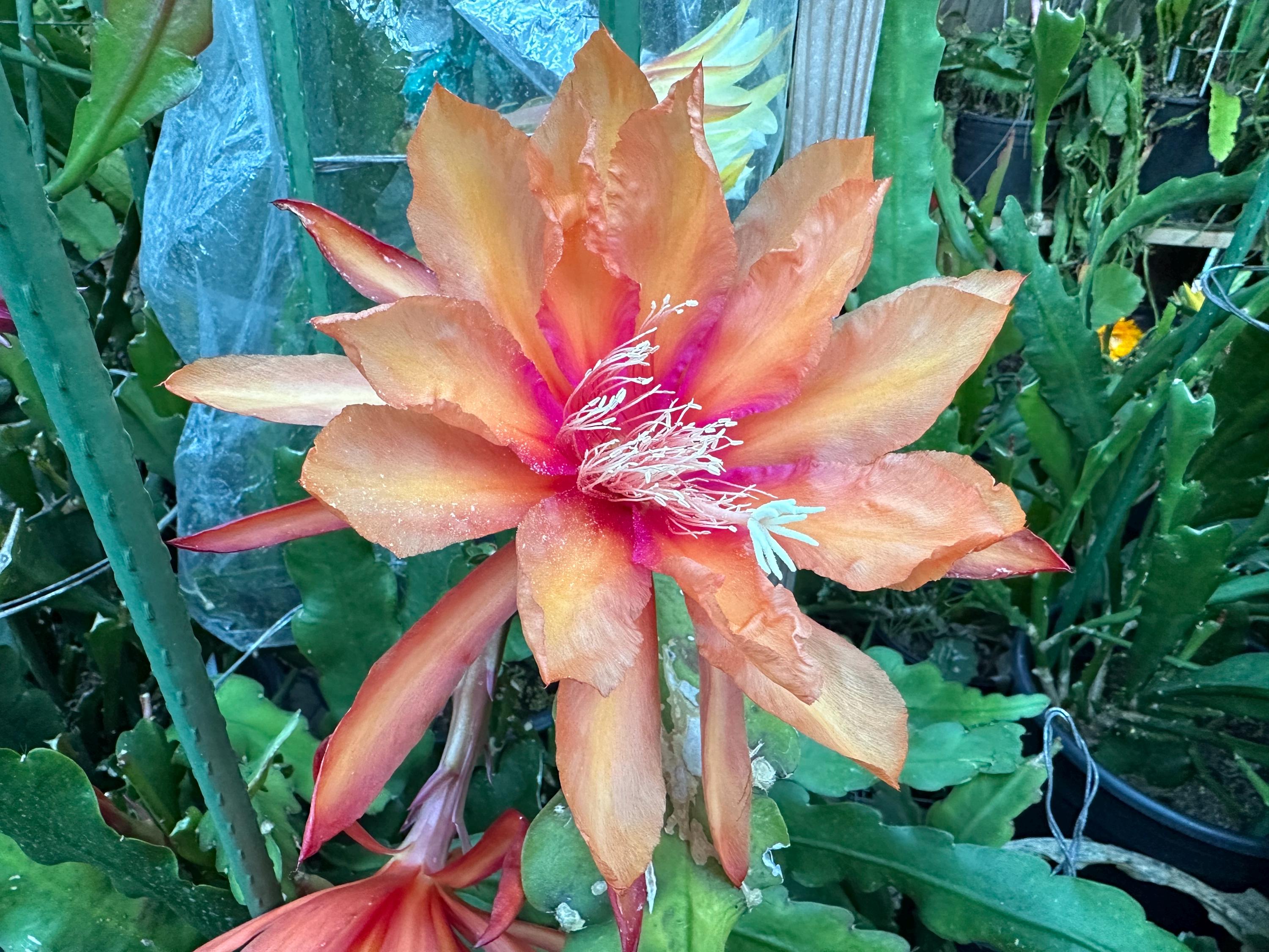 Epiphyllum "epiphyllum Spanish Gold" Orchid Cactus Cutting 8"-10" Long ...