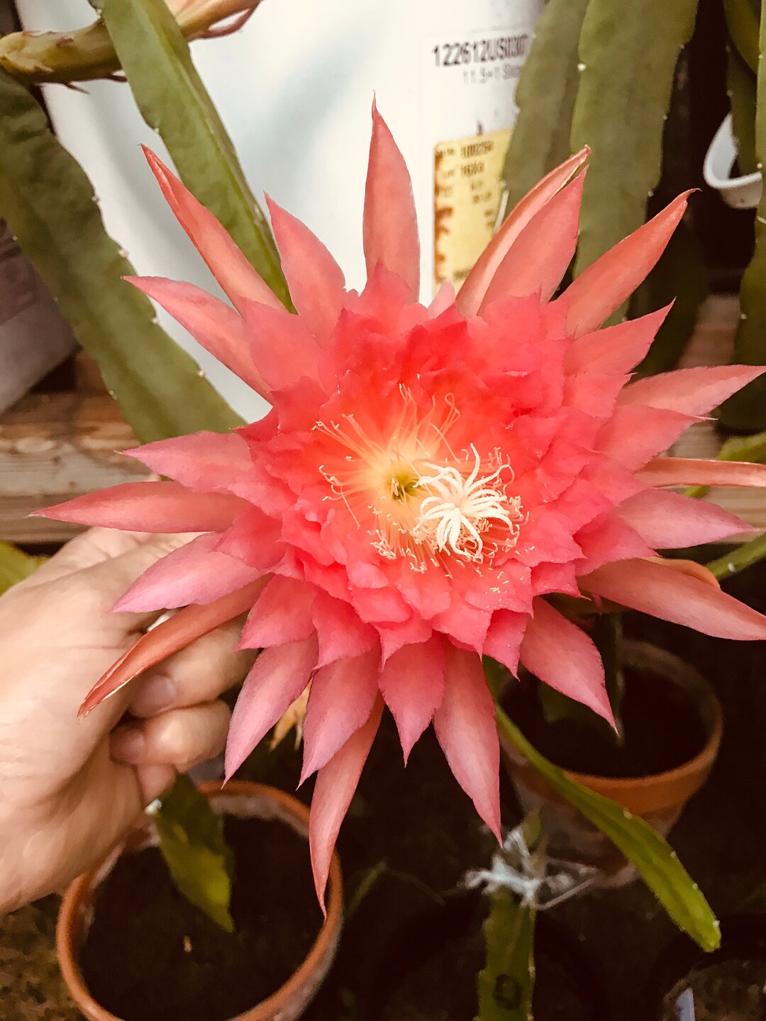 Pink Parrot Epiphyllum Orchid Cactus Cutting - Etsy