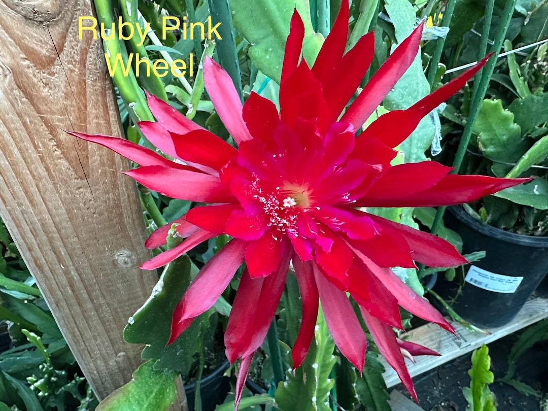 Epiphyllum Orchid Cactus " Ruby Pink Wheel" Cutting 8"-10" Long - Etsy