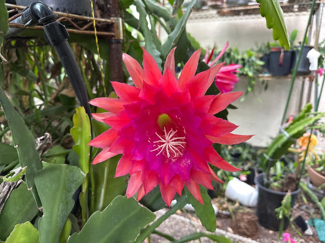 Epiphyllum Orchid Cactus ' KIWI NICKY LYNETTE ' - 8"-10" Long Cutting ...