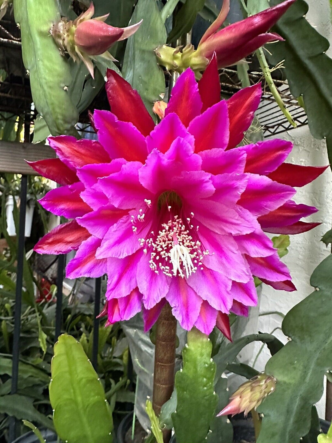 Epiphyllum Orchid Cactus ‘kiwi GLAND FINALE’ CUTTING 8"-10" Long - Etsy