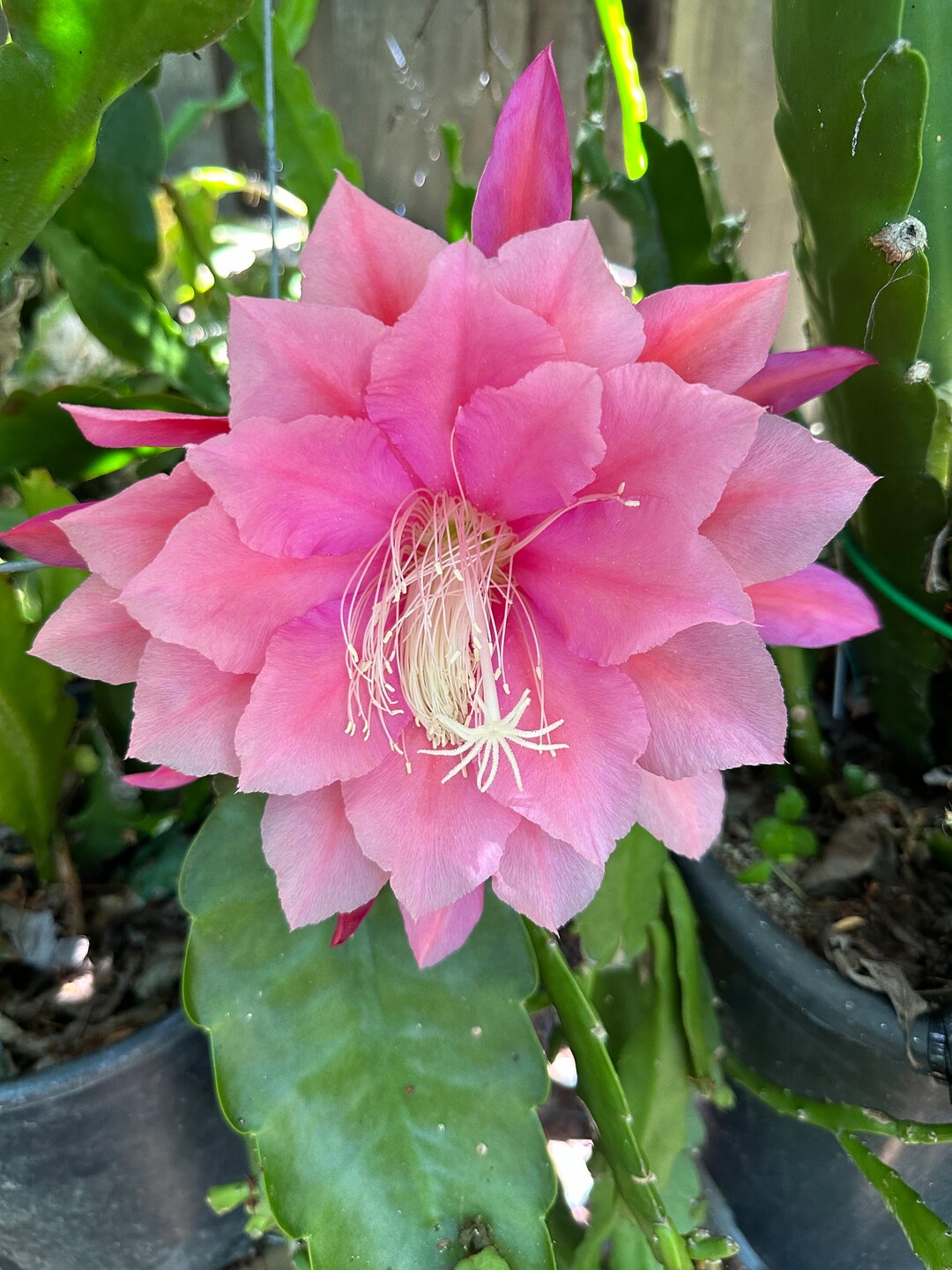 Epiphyllum Whatta Dream Orchid Cactus 8"-10" Cutting - Etsy