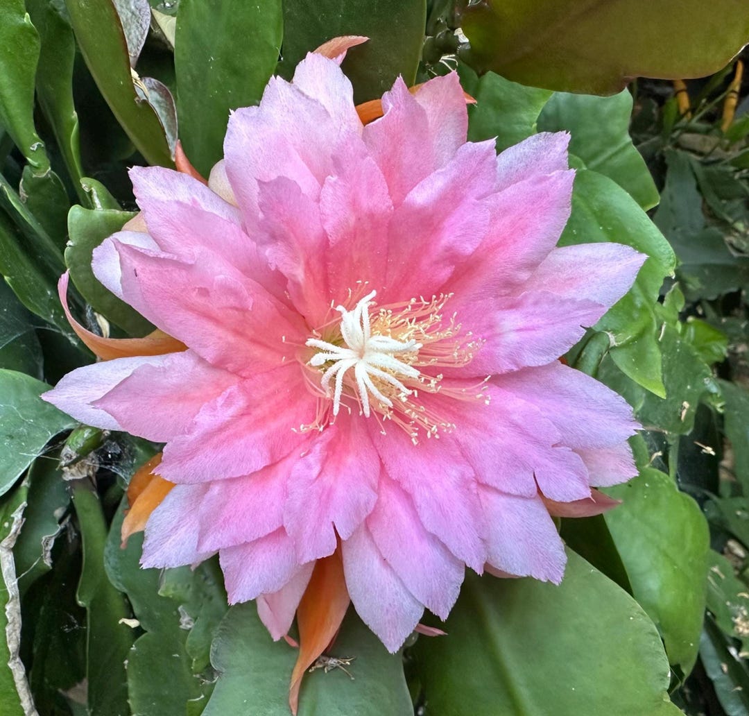 Epiphyllum "sierra Thompson" Cutting 8"-10" Long - Etsy