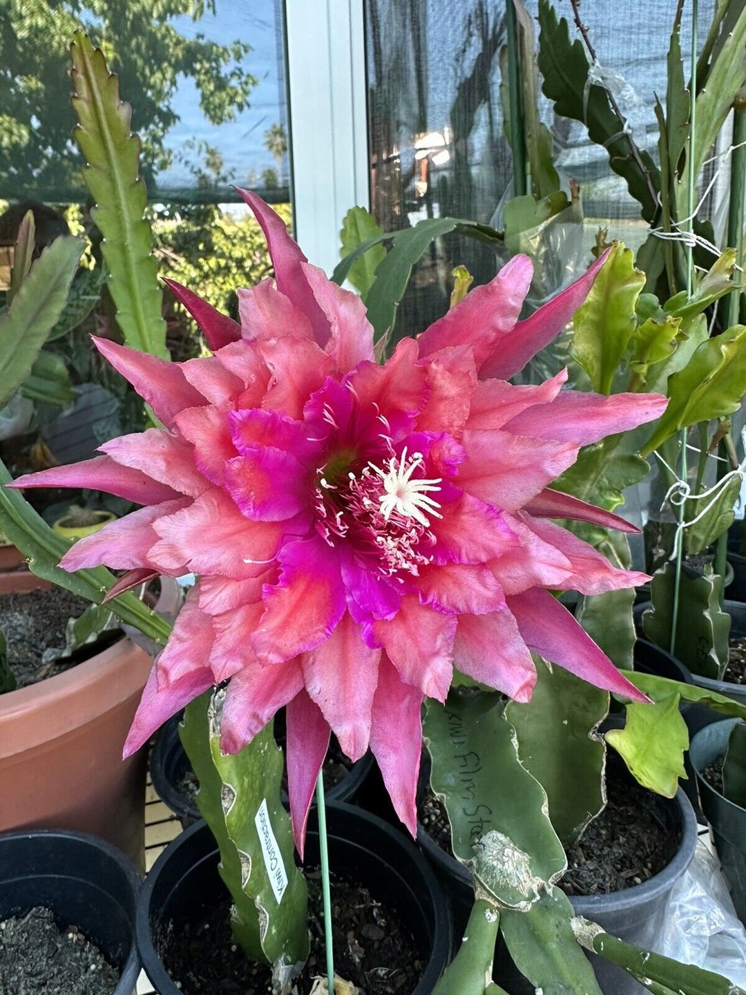 EPIPHYLLUM ORCHID CACTUS 'kiwi Contradiction' Cutting 8"-10" Long (fragrant) - Etsy