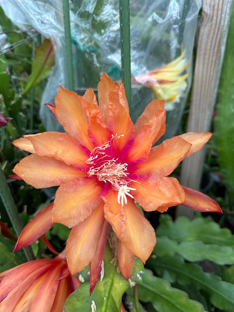 Epiphyllum "epiphyllum Spanish Gold" Orchid Cactus Cutting 8"-10" Long ...