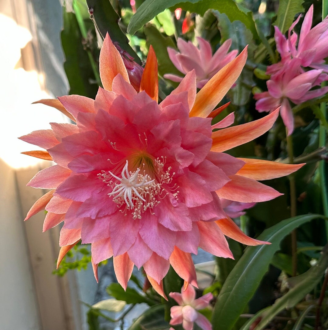 Epiphyllum "sierra Thompson" Cutting 8"-10" Long - Etsy
