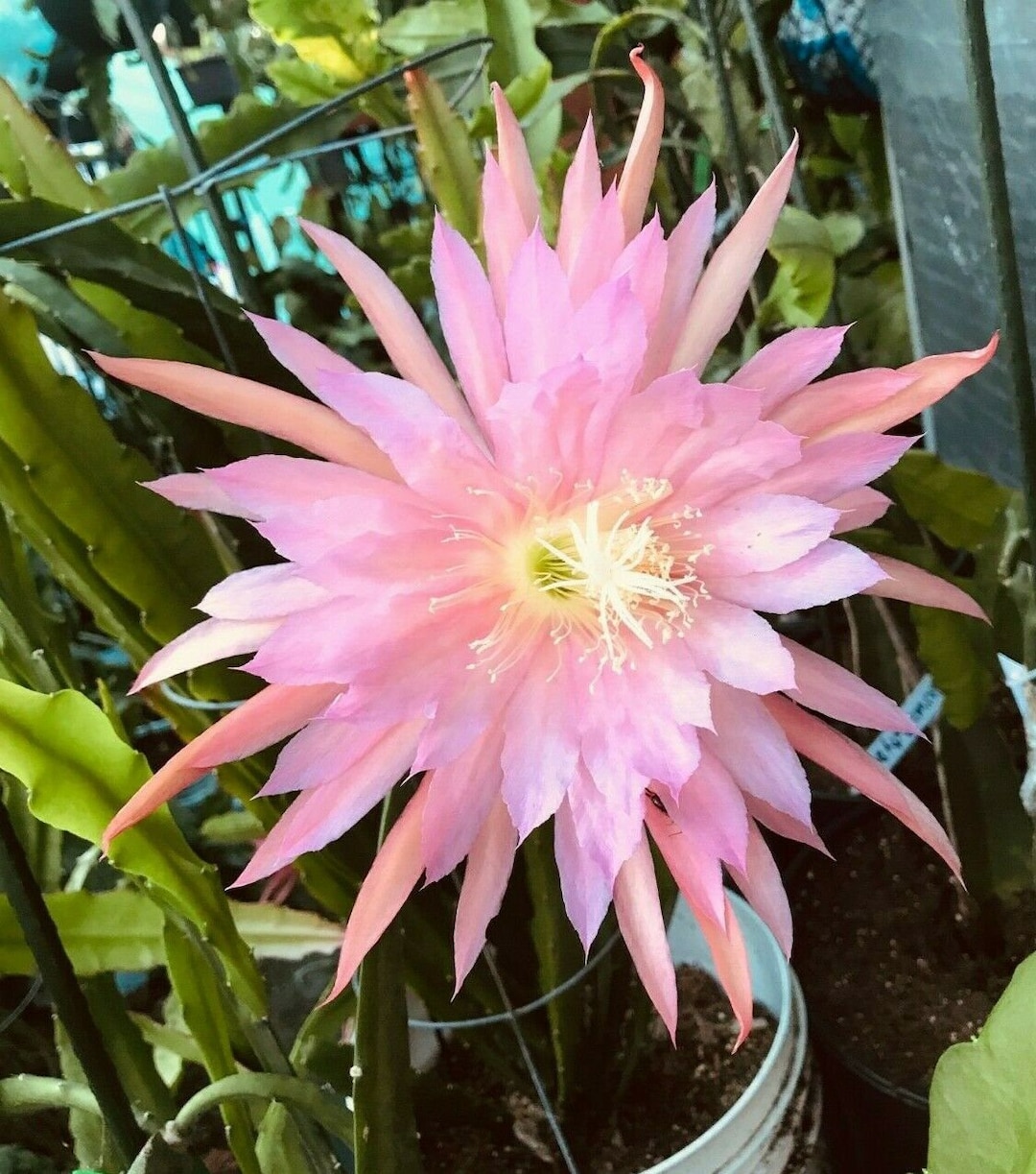 Epiphyllum Pink Plum Orchid Cactus Cutting - Etsy