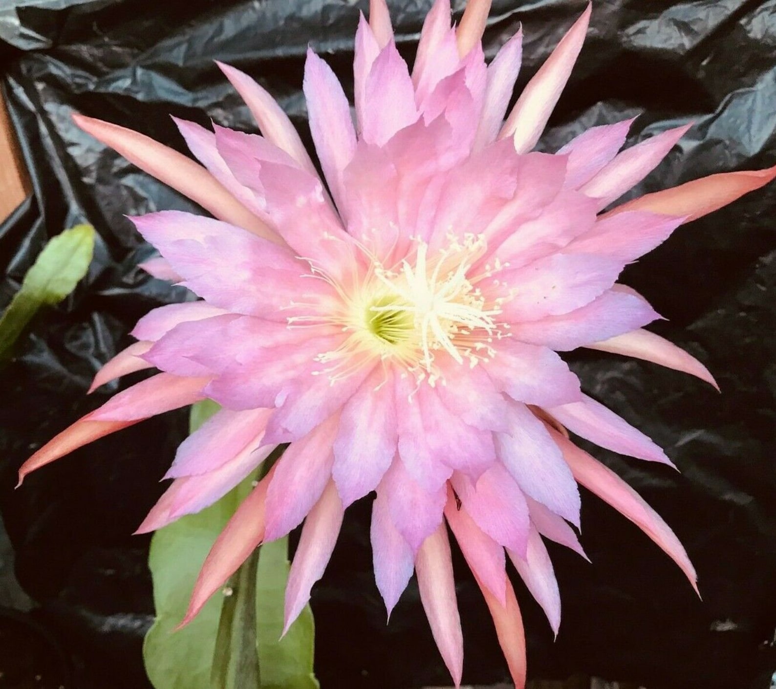 Epiphyllum Pink Plum Orchid Cactus Cutting - Etsy
