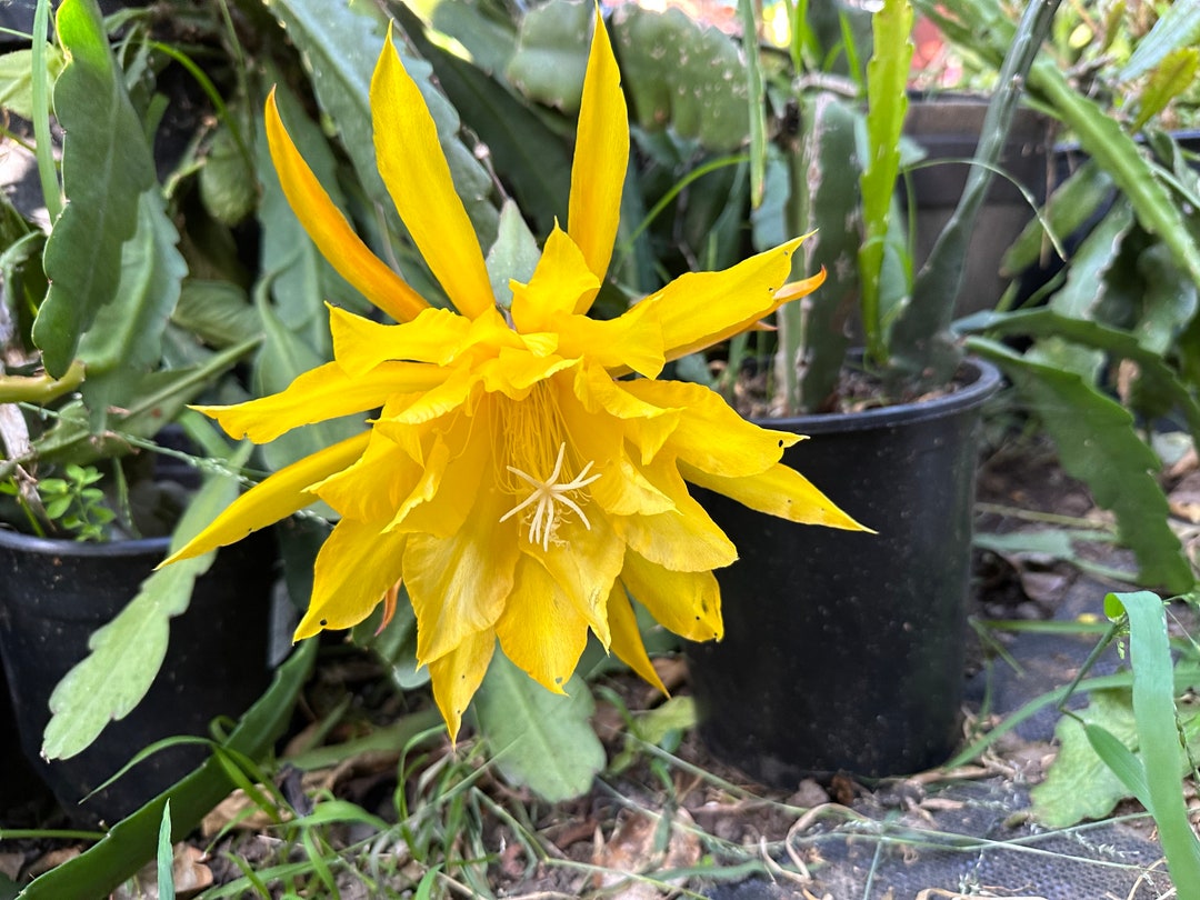 EPIPHYLLUM ORCHID CACTUS Kiwi Sun Shine Cutting 8"-10" Long - Etsy