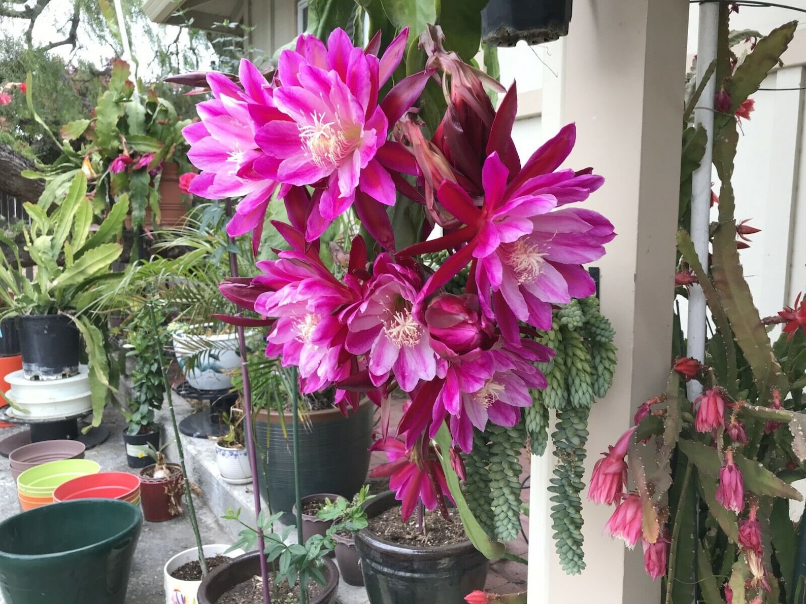 Epiphyllum Flying Silk Cutting 8"-10" Long - Etsy