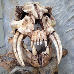 Skull Mask, LARP Armor, Fantasy Helmet, Masquerade Mask, Barbarian Mask ...